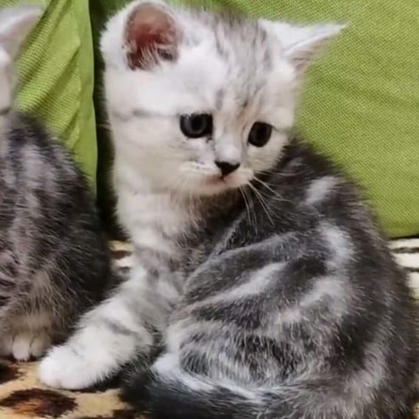 Шотландские Scottish Fold / Straight