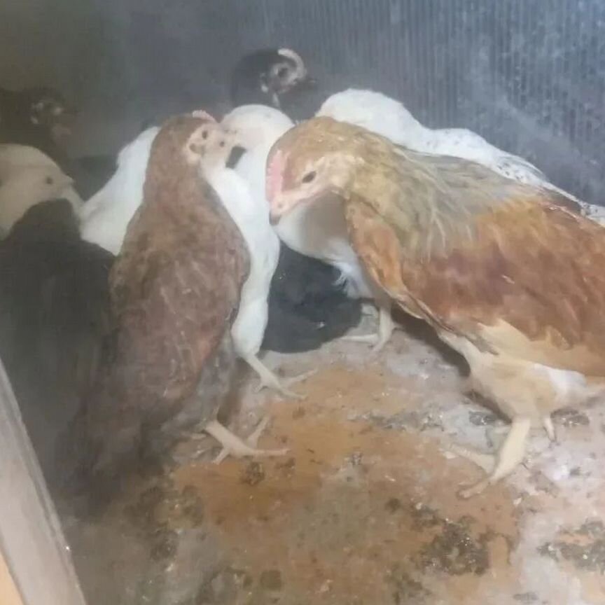 Продам цыплят