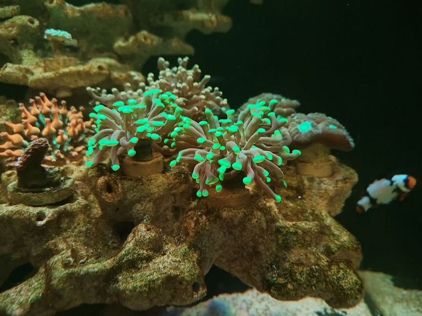 Жесткие кораллы (LPS)