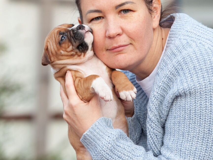 Щенки амстаффа (мальчик и девочка)