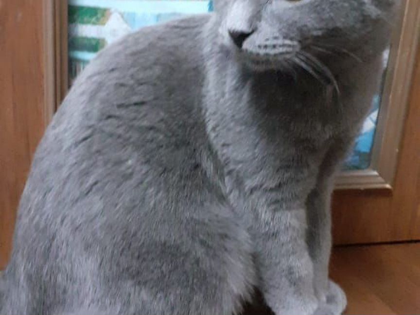 Котёнок Смокки