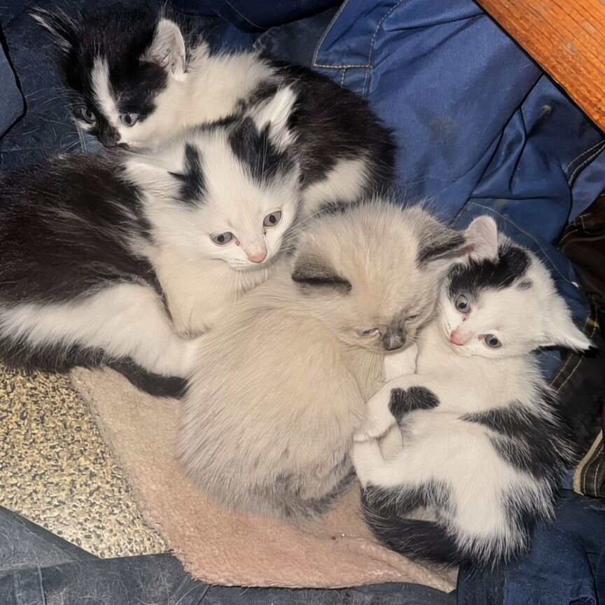 Мейн-кун котёнок