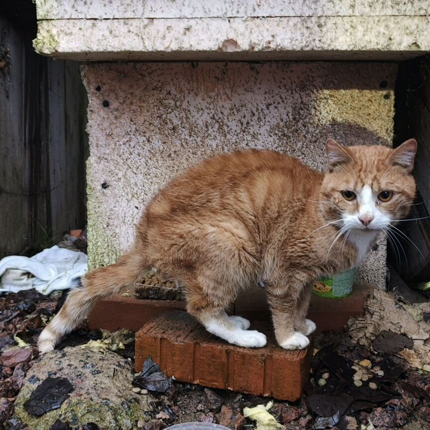 Взрослый кот в добрые руки