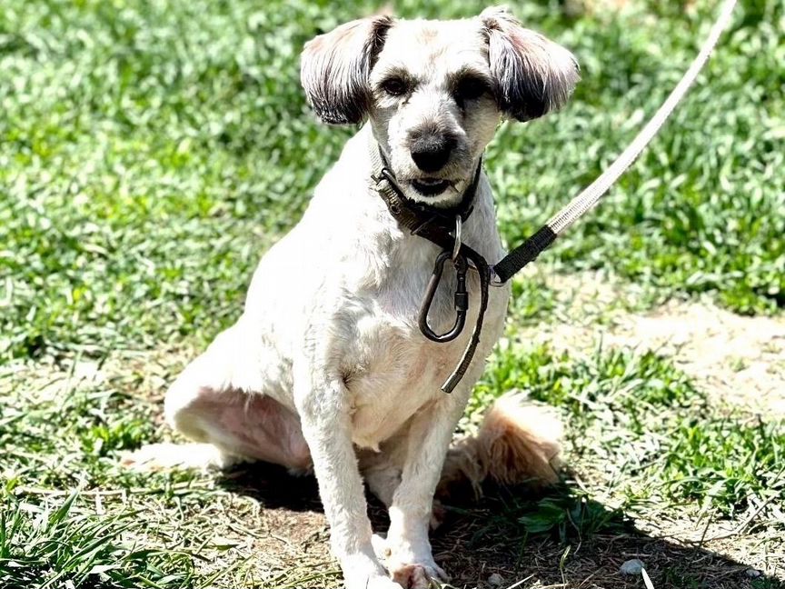 Славная собачка Тосенька ищет дом