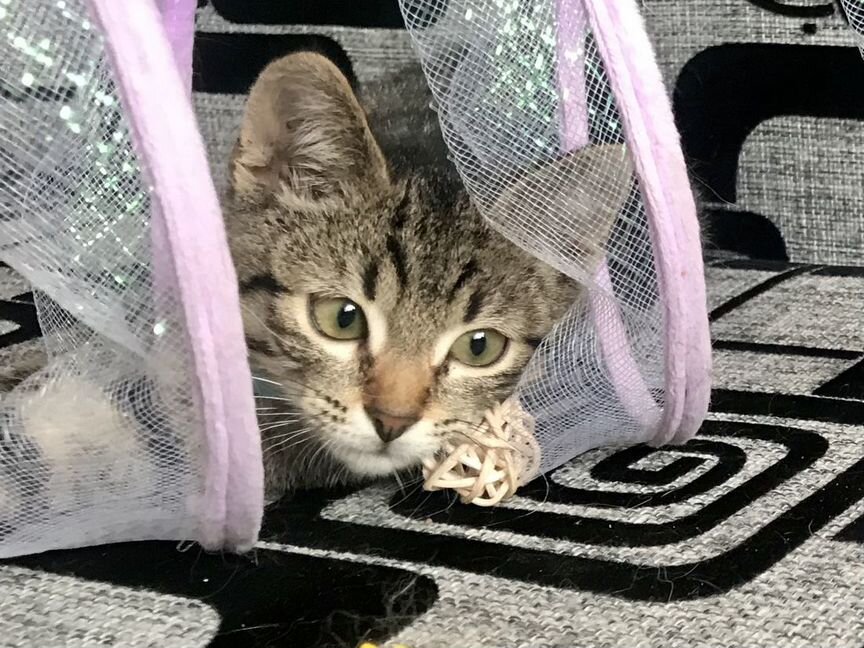 Спасённый котенок