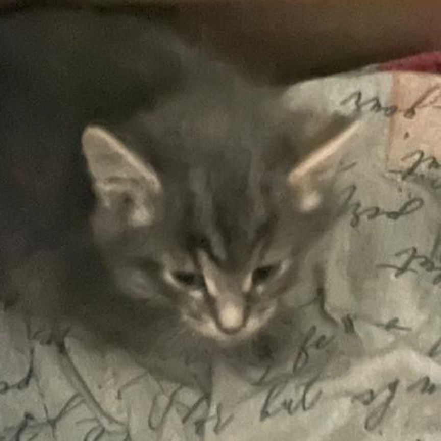 Котёнок в добрые руки