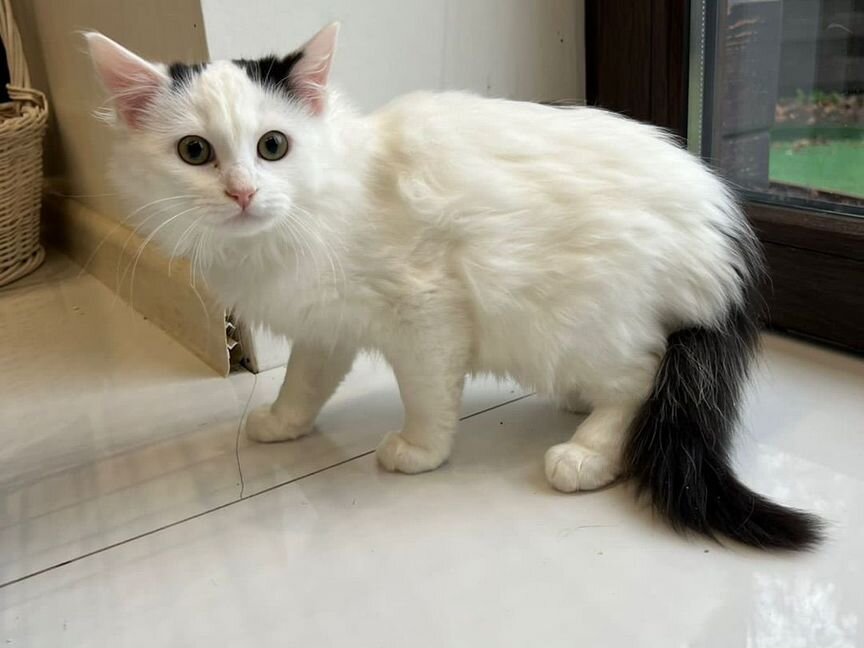 Котенок мальчик ищет дом