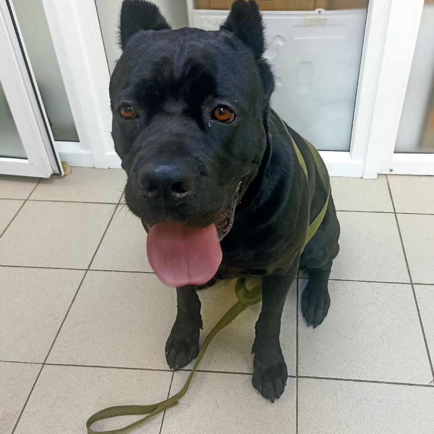 Стаффордширский бультерьер, взрослая собака