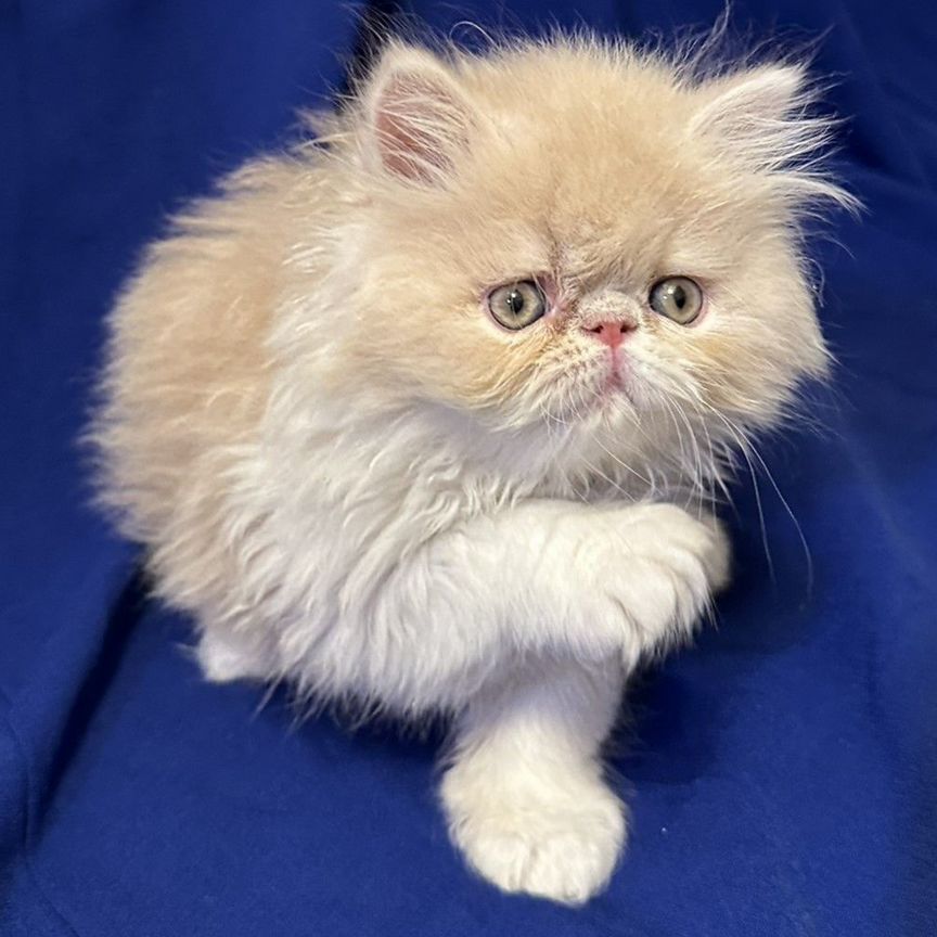 Персидский котёнок