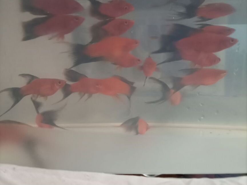 Меченосцы берлин драконы