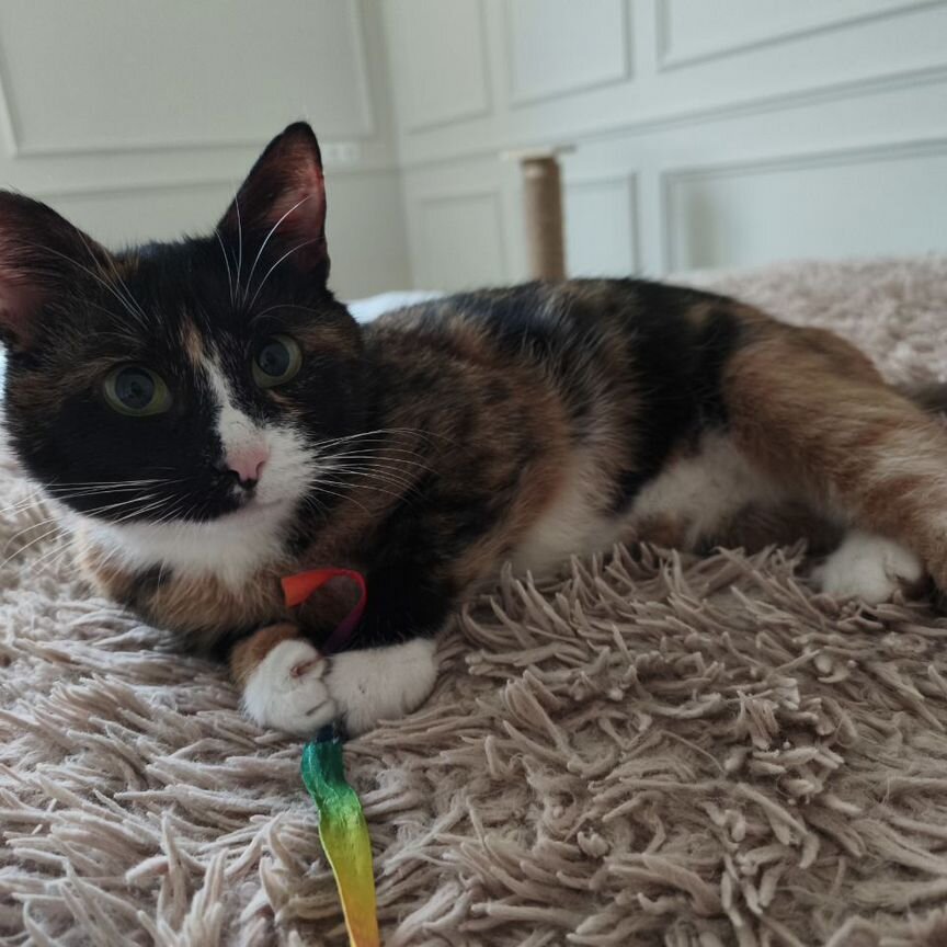 Кошка слива