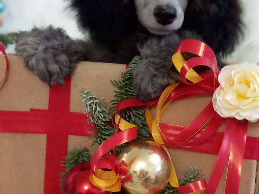 Красавица Ютта.Той-Пудель