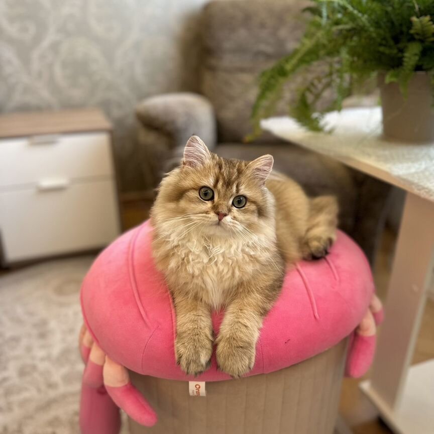 Продам кота британца