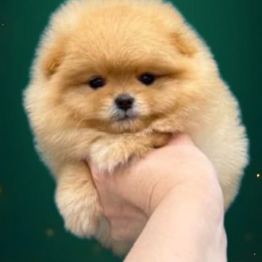 Померанский шпиц, щенок