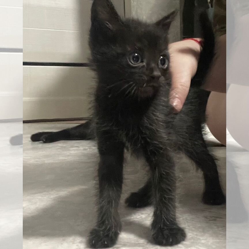 Котёнок в добрые руки