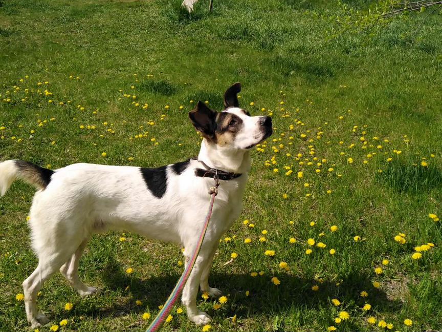 Собака, в ответств. руки, 8 мес. Мальчик