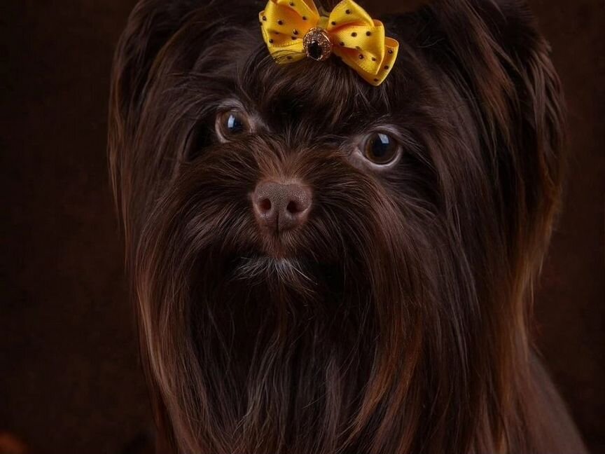 Щенки цветных йорков