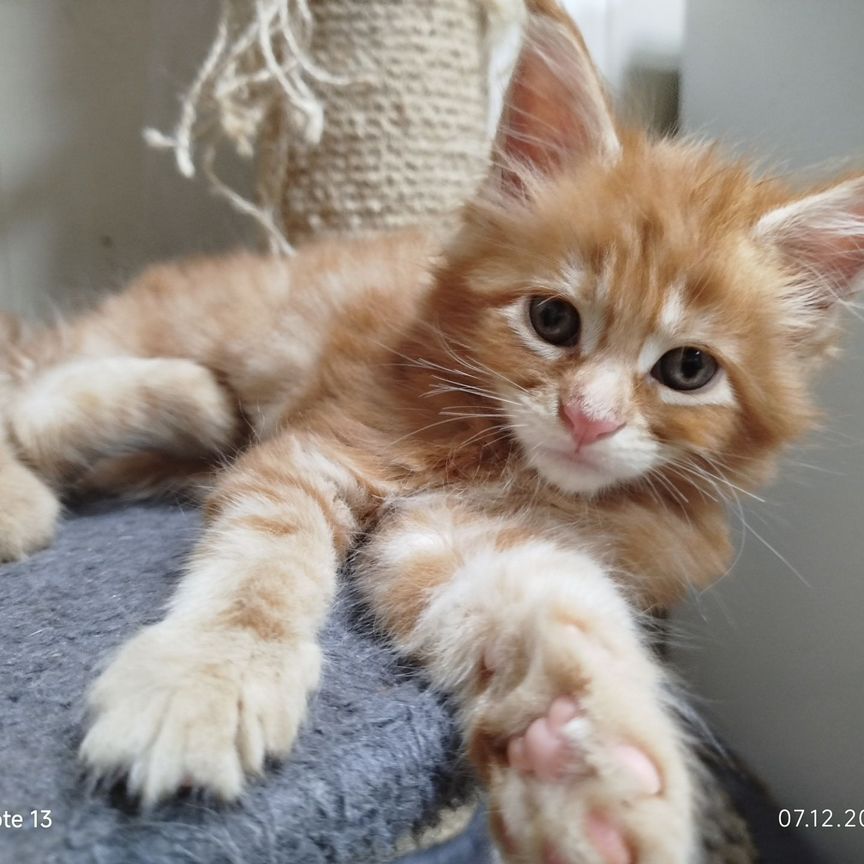 Мейн-кун котёнок