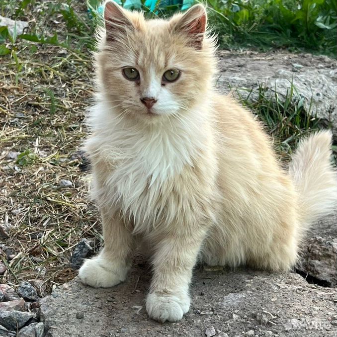 Ласковых подростков выкинули на помойку. Ищем дом