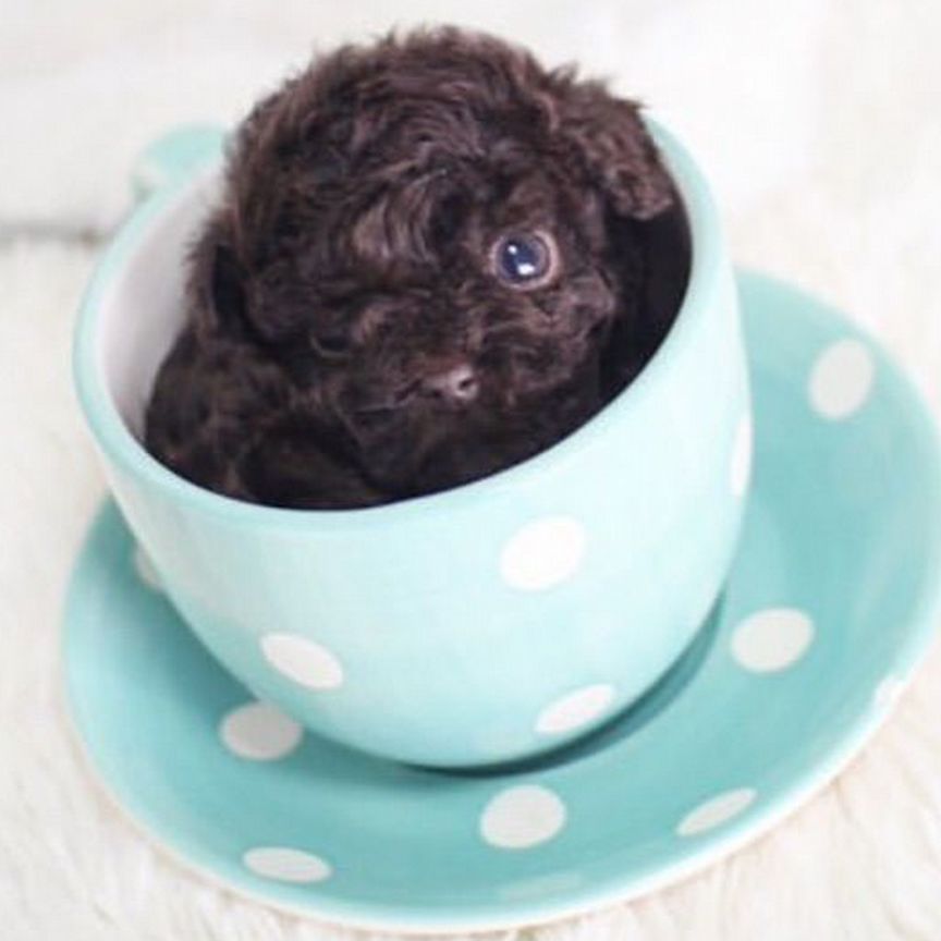 Мальтипу, щенок