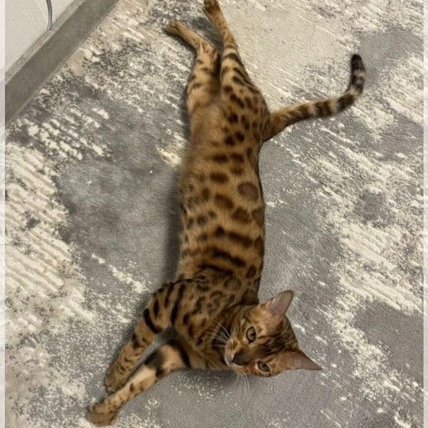 Бенгальская, взрослая кошка