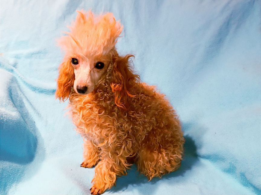 Той-пудель девочка абрикос