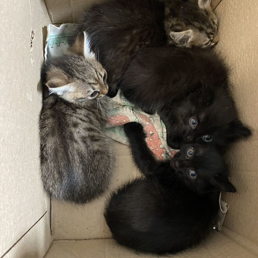 Котята в дар