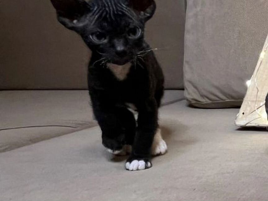 Кошка сфинкс