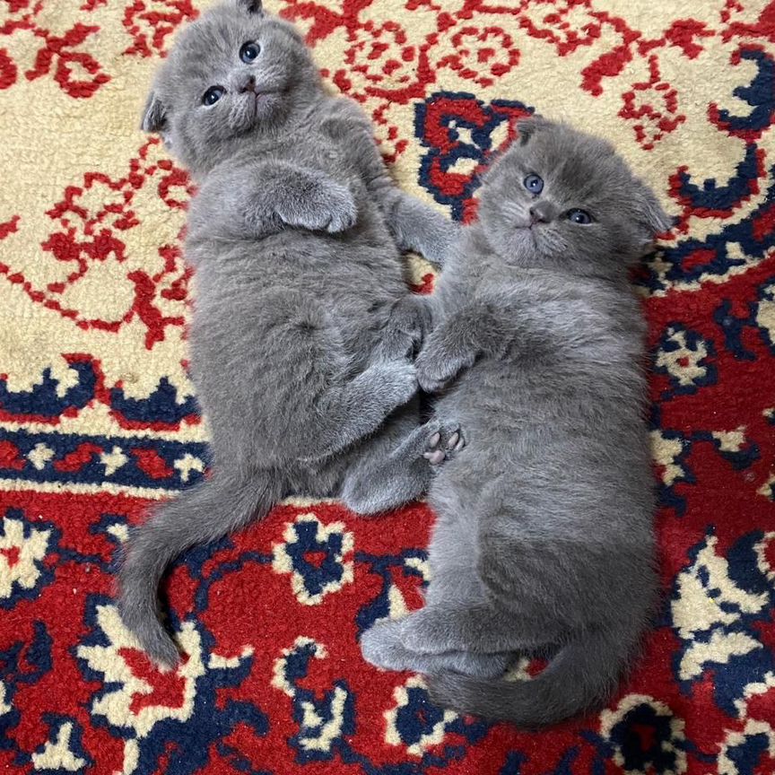 Шотландские вислоухие котята