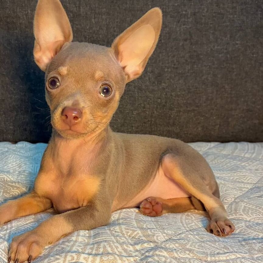 Русский той-терьер, щенок