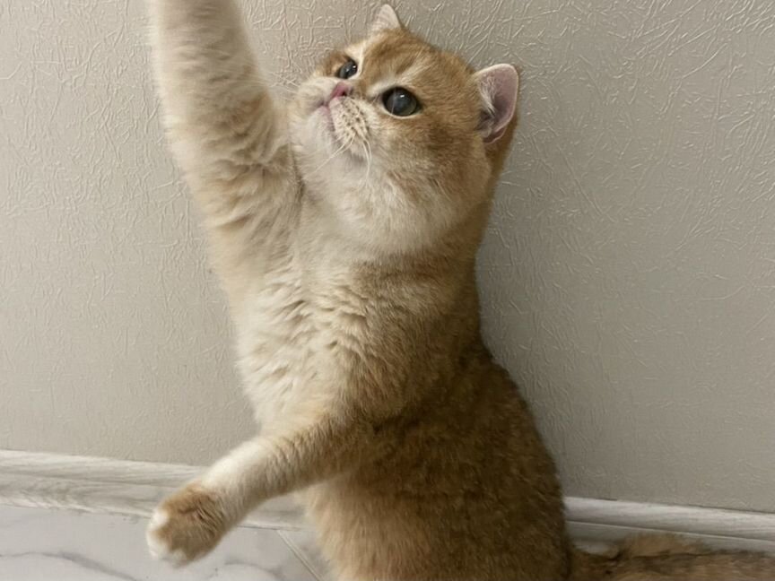Котик золотой британский