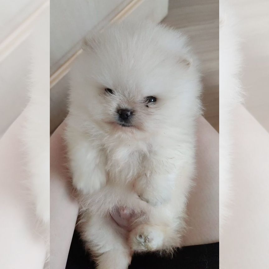 Щенок шпица мальчик