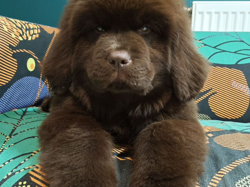 Коричневые щенки ньюфаундленда