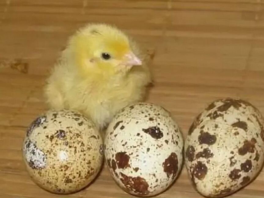 Перепелята Радонежские