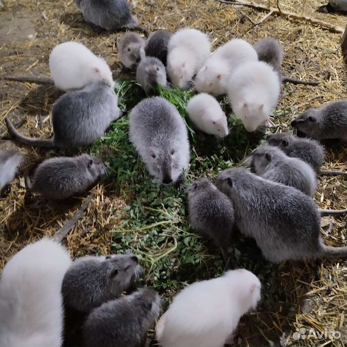 Нутрии. Самки и самцы разного возраста