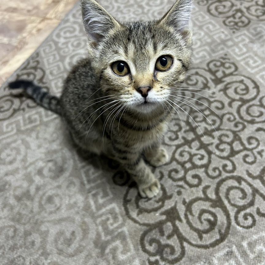Кошка