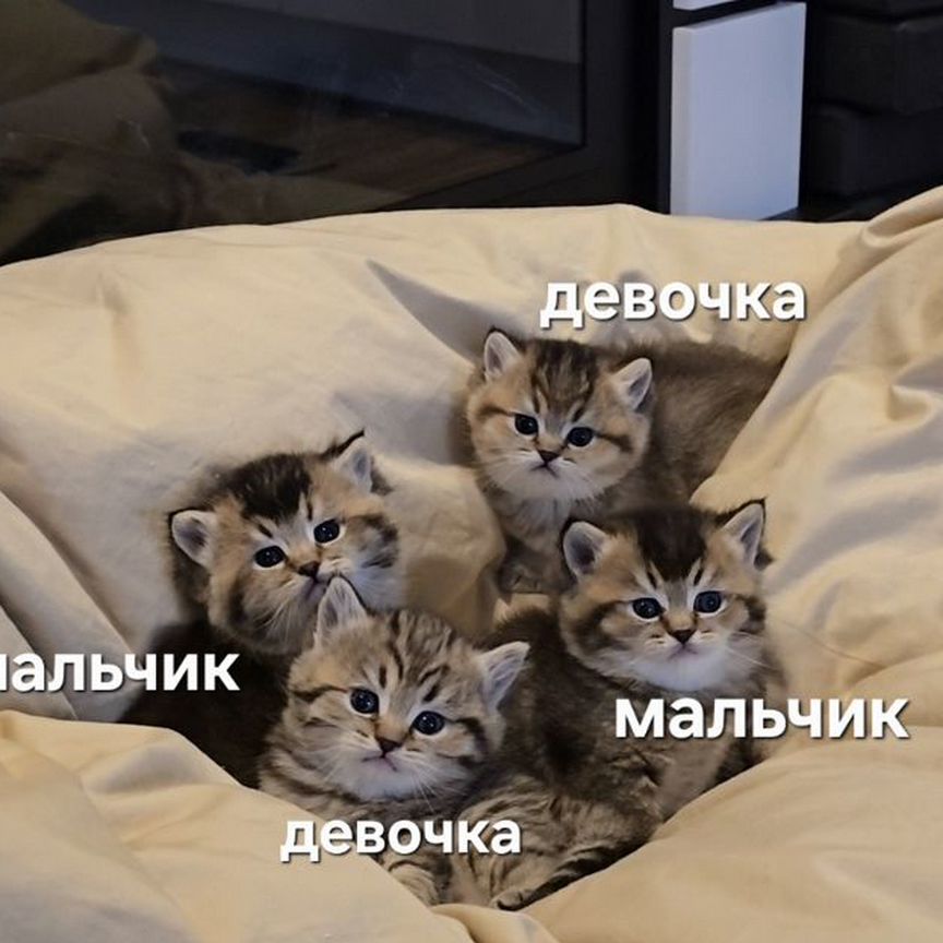 Британский короткошёрстный котёнок