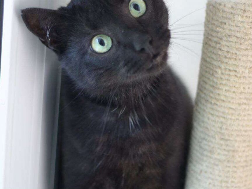 Кот ищет дом
