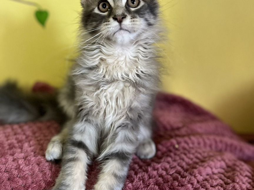 Котенок Мейн-кун девочка от чистокровных родителей