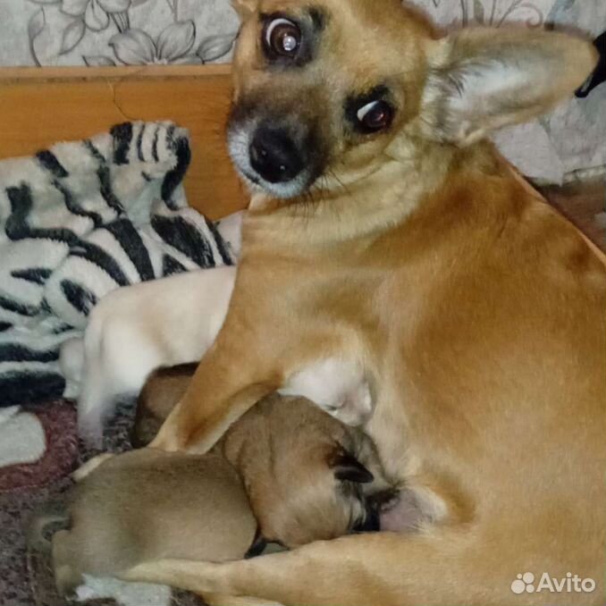 Отдам щенят тойчиков в добрые руки, бесплатно