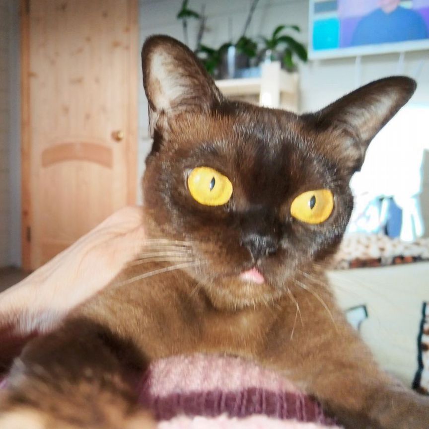 Бурманские котята