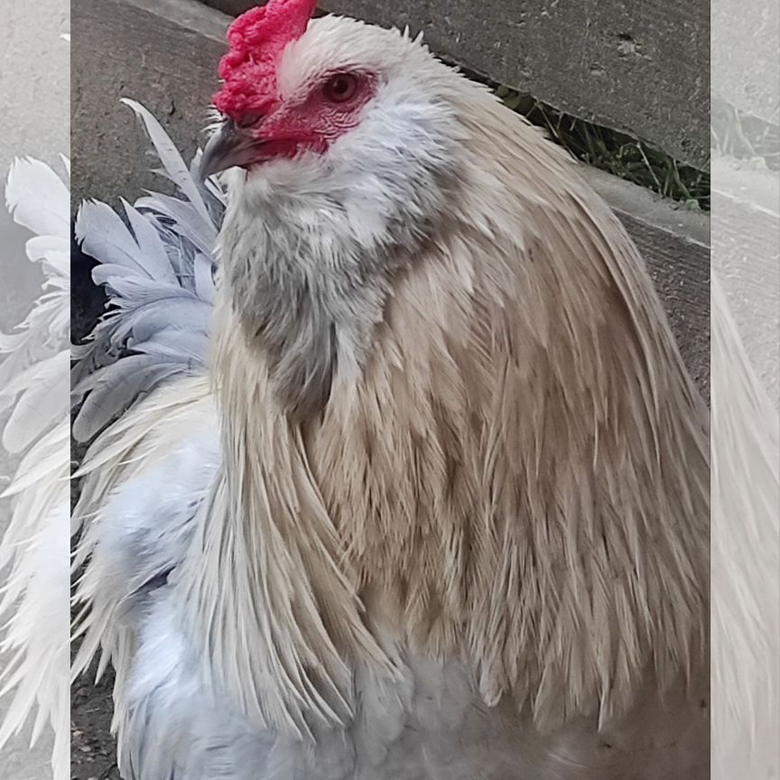 Петух амераукан