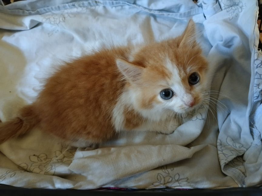 Отдам котёнка в добрые руки