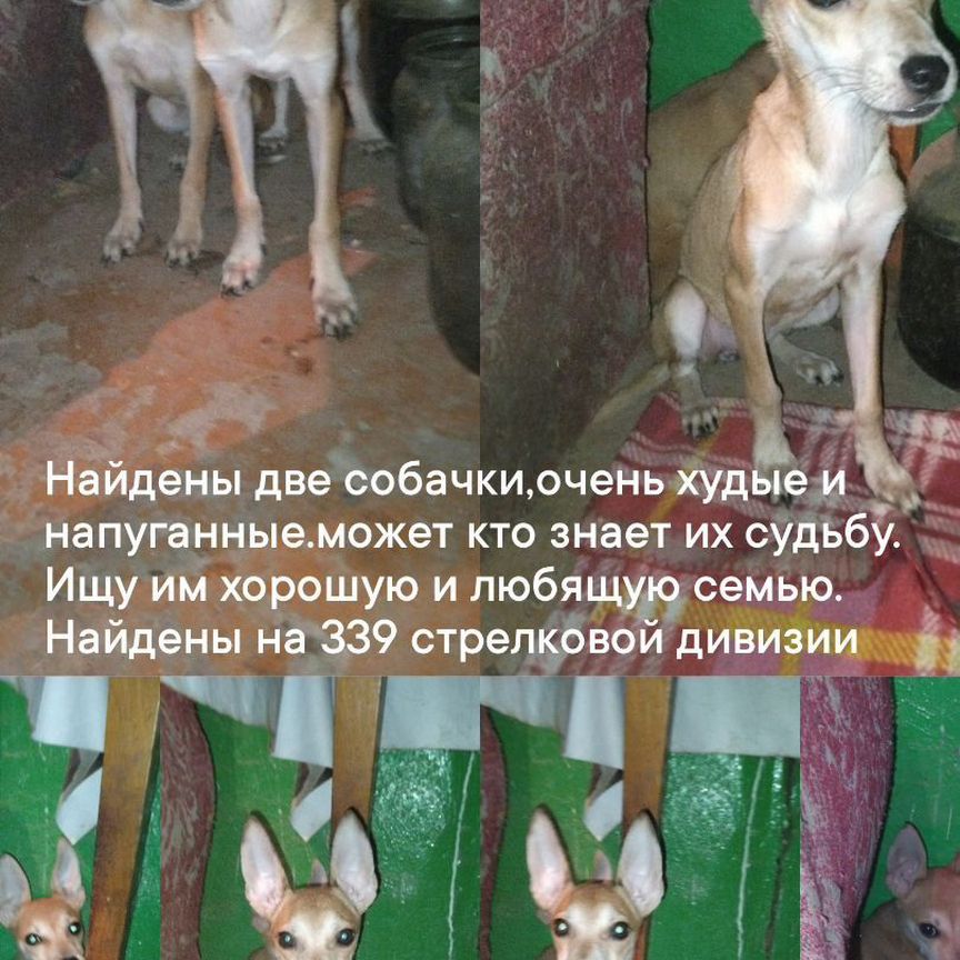 Найдены две собачки
