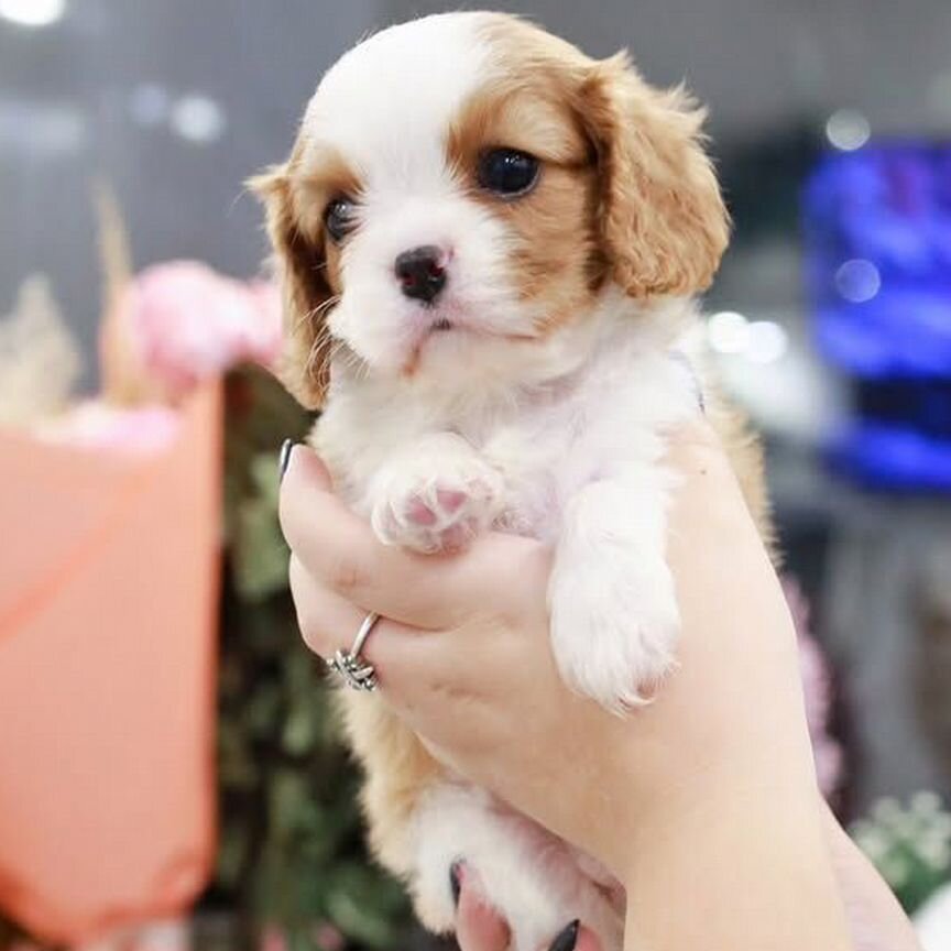 Кавалер кинг-чарльз-спаниель, щенок