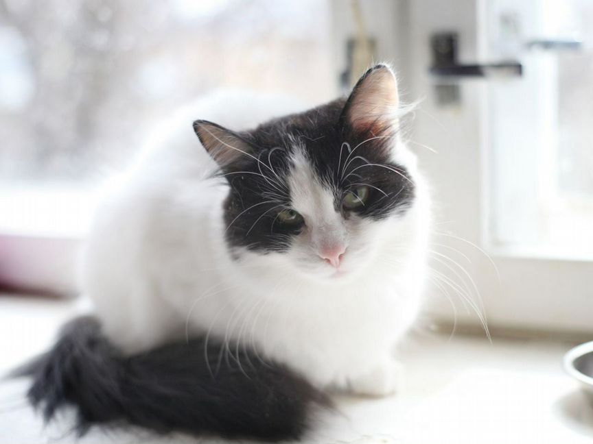 Пушистая красавица Бетти: кошка из приюта