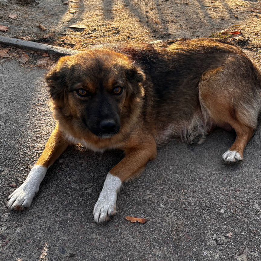 Взрослая собака в добрые руки