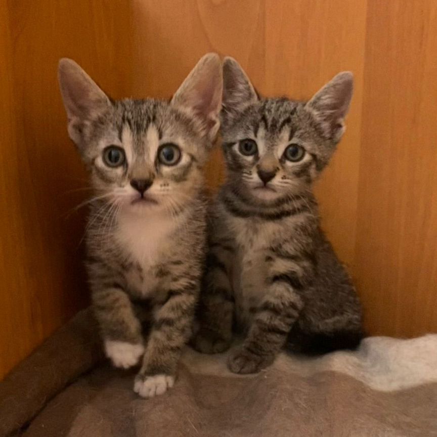 Котята шпротики