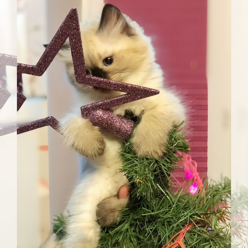 Невский маскарадный котёнок