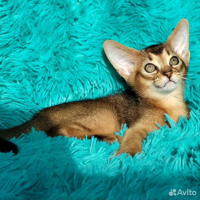 Абиссинский мачо